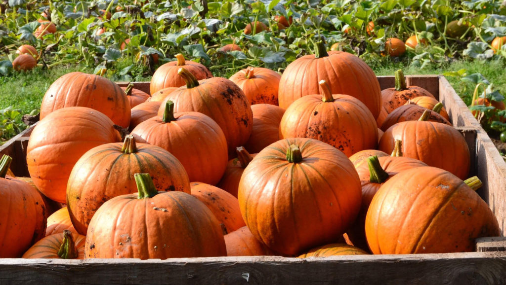 Pick your own Pumpkins 2021 - Malt Kiln Farm Shop | Malt Kiln Farm Shop