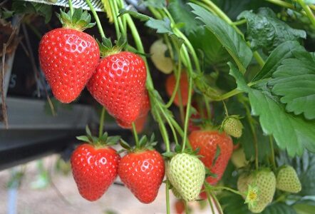 Malt Kiln Farm Shop | Coventry and Warwickshire farmshop