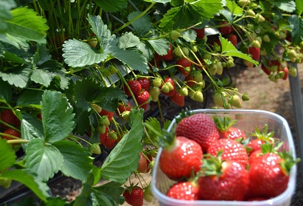 Strawberry Picking Rugby & Coventry - Malt Kiln Farm Shop | Malt Kiln ...