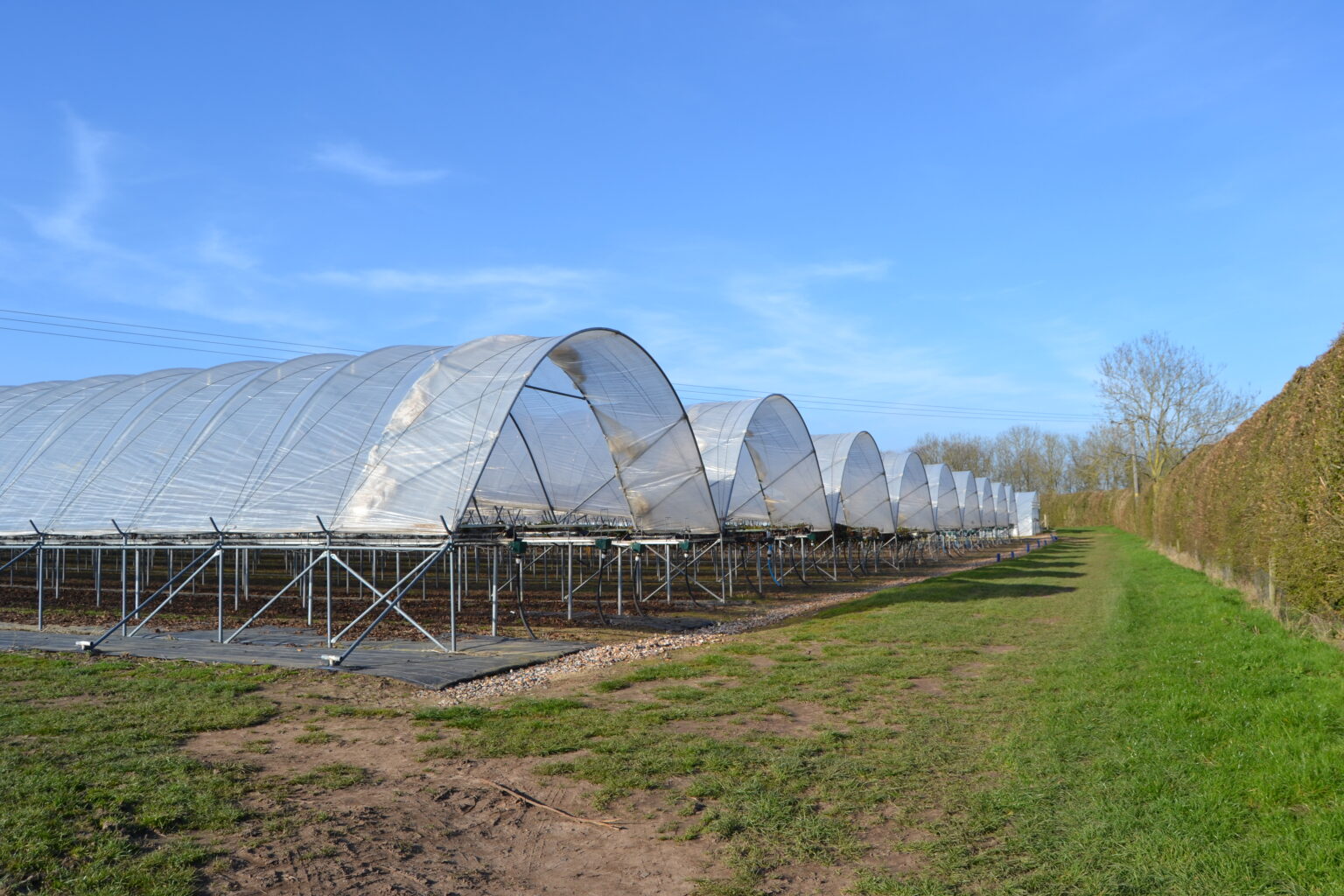 Strawberry Season 2026 April update - Malt Kiln Farm Shop | Malt Kiln ...